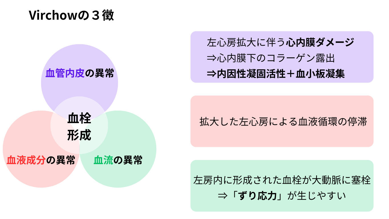 猫の動脈血栓塞栓症について｜病態と診断 – 湘南ルアナ動物病院