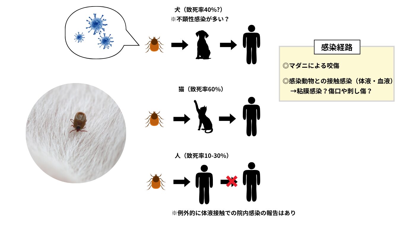 マダニが媒介する“SFTS”とは？ 関東での広がりとマダニ予防の重要性 – 湘南ルアナ動物病院