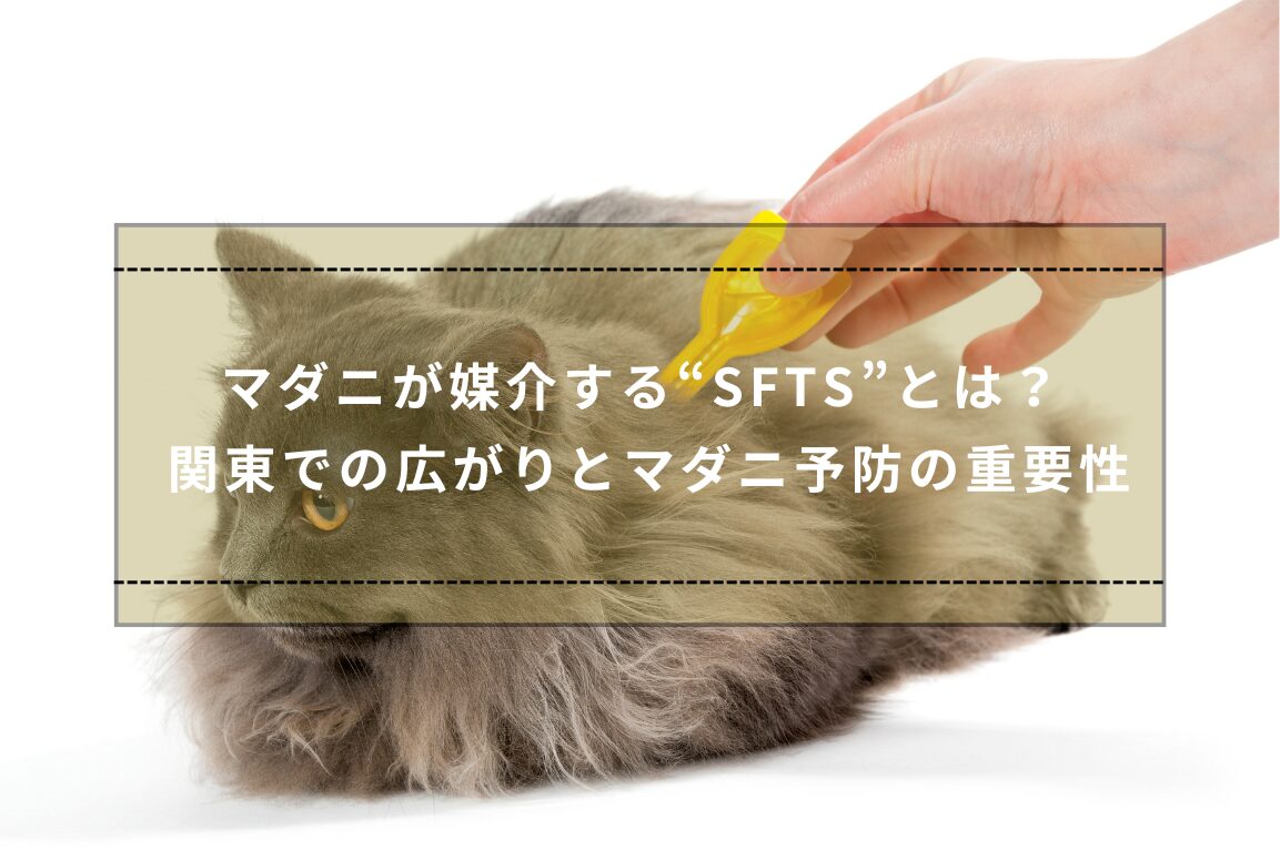 マダニが媒介する“SFTS”とは？ 関東での広がりとマダニ予防の重要性 – 湘南ルアナ動物病院